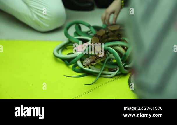 The children put a real snake with snakes and play games side by side ...