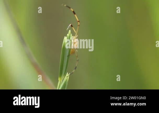 Vertical stems Stock Videos & Footage - HD and 4K Video Clips - Alamy