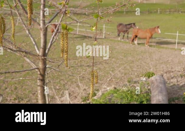 Horses in farm Stock Videos & Footage - HD and 4K Video Clips - Alamy