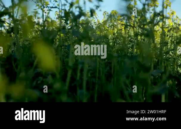 Field of mustard in bloom Stock Videos & Footage - HD and 4K Video ...