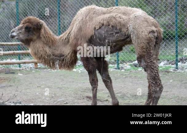 Animal cruelty africa Stock Videos & Footage - HD and 4K Video Clips ...