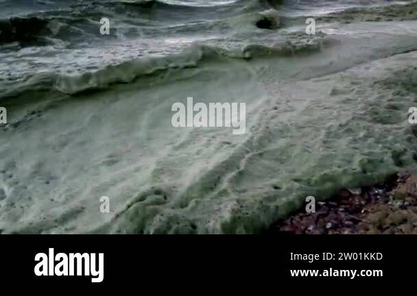 Ecological disaster in the Black Sea. The massive development of blue ...