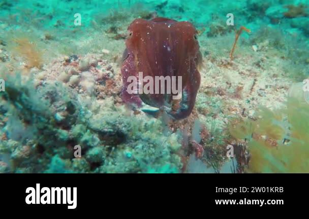 Broadclub Cuttlefish Aka Filipino Cuttlefish Close Up Of Face & Feeding ...