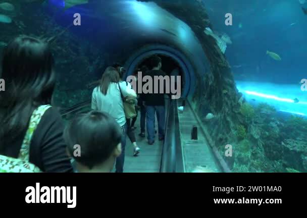 Asia underwater tunnel fish Stock Videos & Footage - HD and 4K Video ...