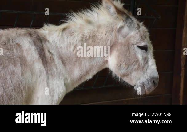 Little grey donkey Stock Videos & Footage - HD and 4K Video Clips - Alamy