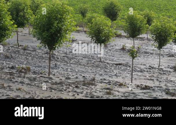 Cherry trees in orchard in mud after flood with sunflower field in ...