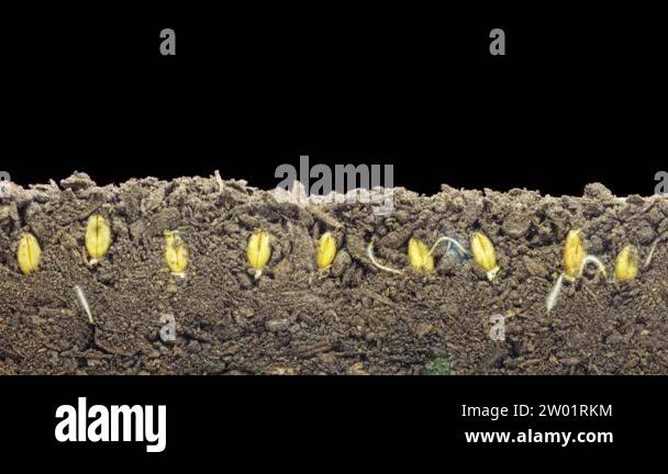 Macro Time lapse video of a bean seeds growing from the ground in soil ...