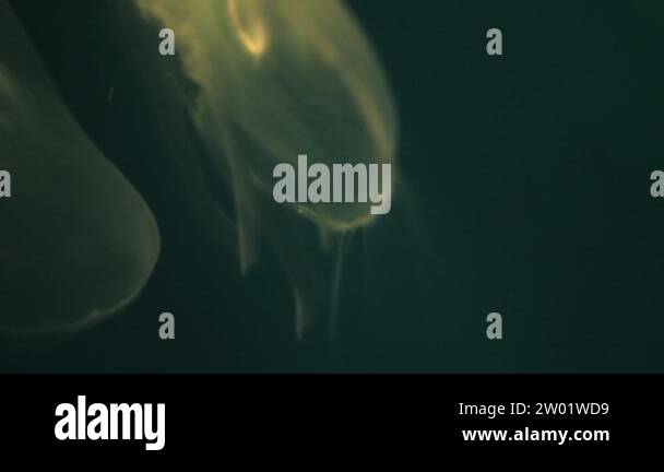 The tentacles and tendrils of the jellyfish floating in the changing ...