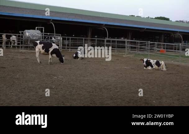 4K, cow in the barn of a dairy farm. Cattle of Holstein cows ...