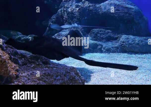 Flattened body Stock Videos & Footage - HD and 4K Video Clips - Alamy