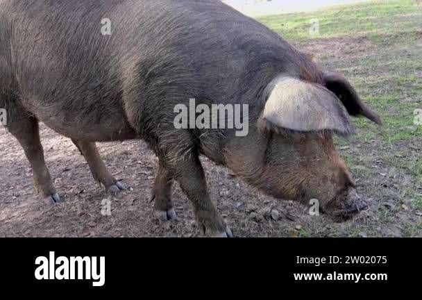 4K, Black Iberian pigs grazing through the oak trees in grassland ...