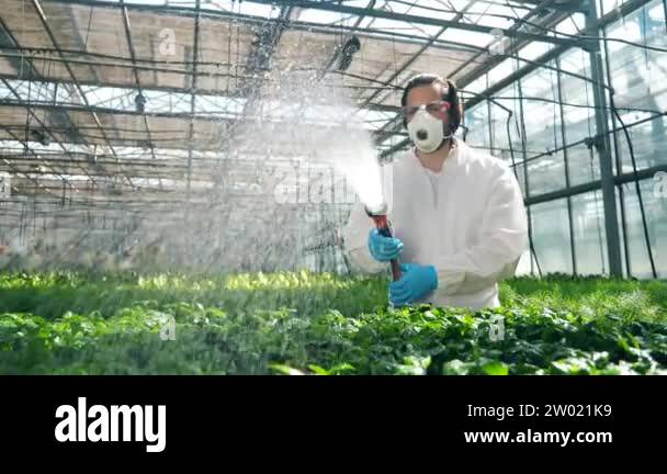 Hothouse worker is watering plants with chemical liquid. Agriculture ...