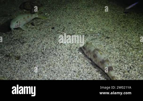 goatfish (Mulloides sp.). Fish of the Red Sea Stock Video Footage - Alamy
