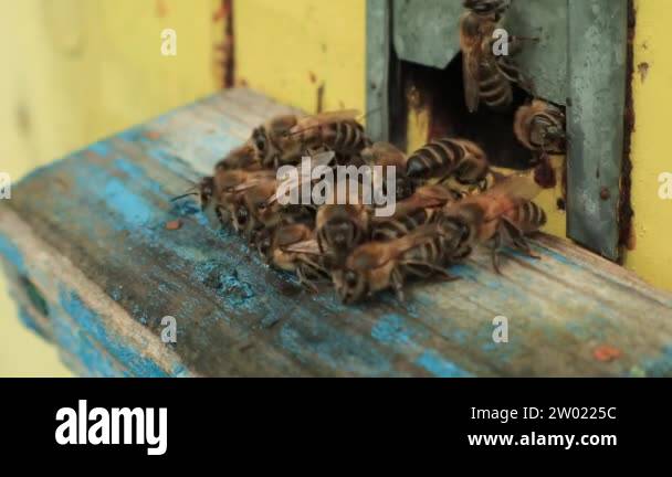 https://www.britannica.com/Bee with bee. Spring morning in the apiary ...