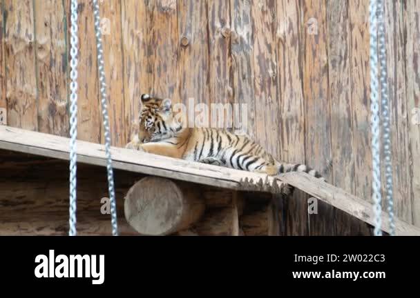 Tiger in the zoo, the tiger is locked in a cage, causing it to feel ...