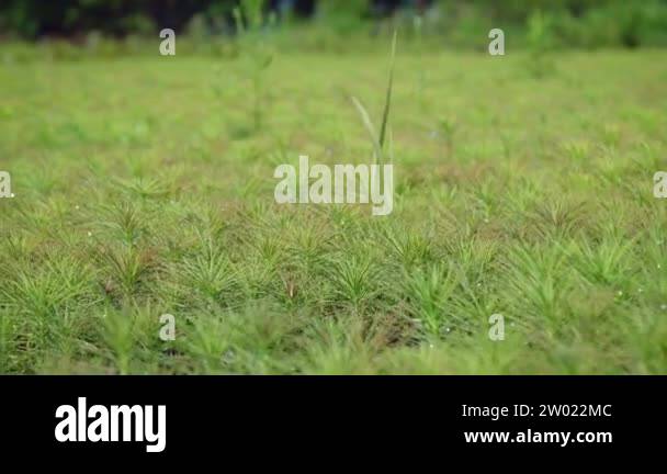Plantation of seedlings of young pine. Breeding of coniferous trees ...