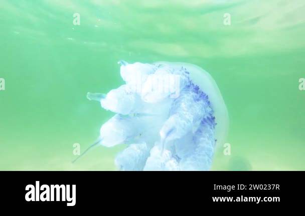 Purple medusa Stock Videos & Footage - HD and 4K Video Clips - Alamy