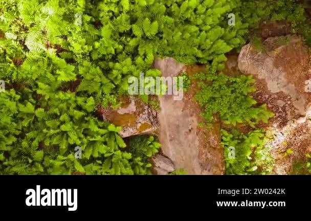Panorama forest from the air. Flying on drone through forest among ...