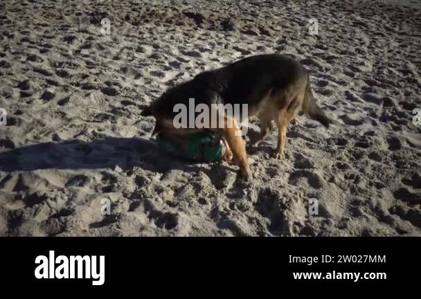Pug sand beach beach Stock Videos & Footage - HD and 4K Video Clips - Alamy