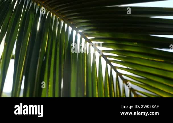 Sun rays pass through the branches of palm trees moving by tropical ...