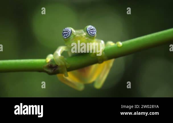 Glass frog in its natural habitat in the Caribbean forest. Wildlife ...