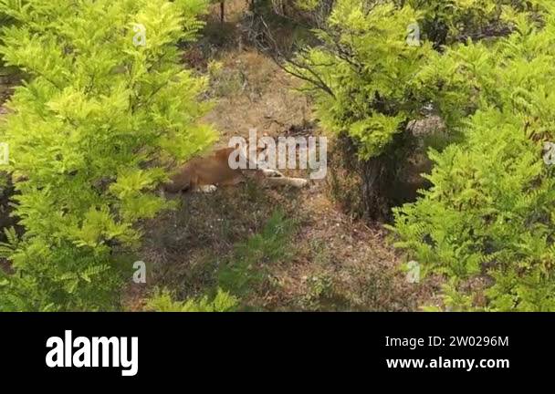 Flora lion Stock Videos & Footage - HD and 4K Video Clips - Alamy