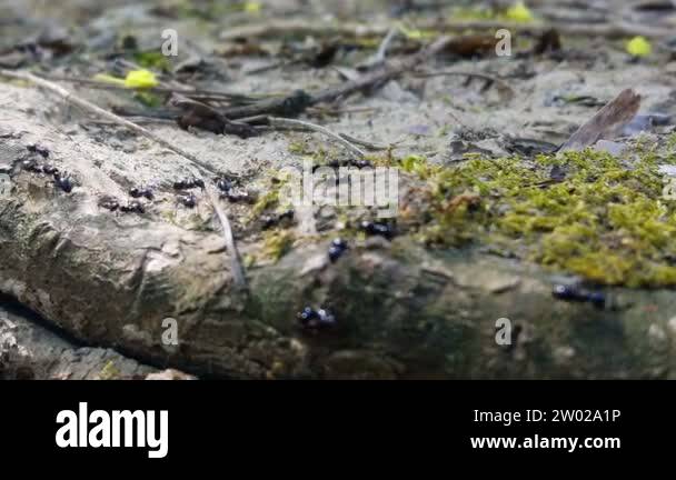 Teamwork natural Stock Videos & Footage - HD and 4K Video Clips - Alamy