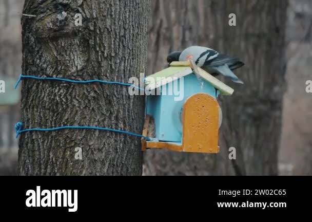 Pigeon flaps Stock Videos & Footage - HD and 4K Video Clips - Alamy