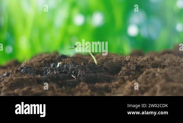 Agriculture. Growing plants. Plant seedling. Hand nurturing and watering young baby plants ...