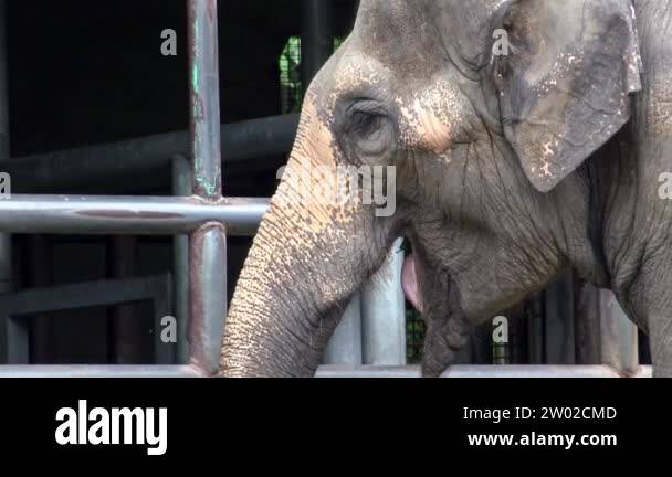 4K, Elephant without tusk is eating grass. Close up of an asiatic ...