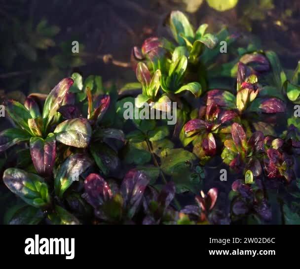 Streams with spring water. Spring water from an underground river. The ...