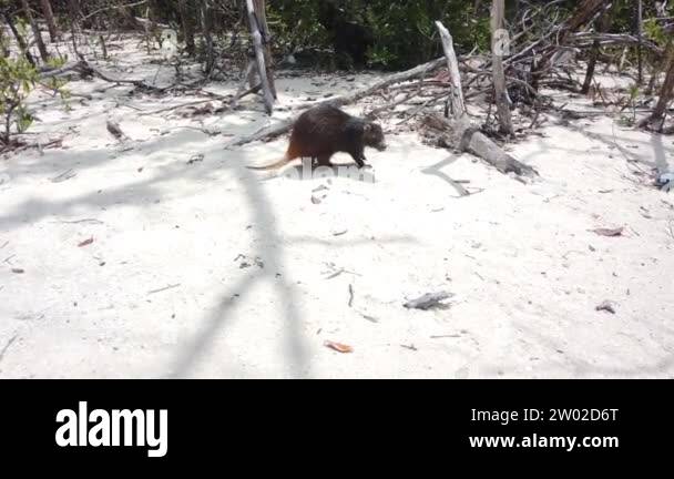 Fauna de cuba Stock Videos & Footage - HD and 4K Video Clips - Alamy