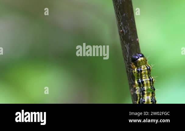 Caterpillar of box tree moth Stock Videos & Footage - HD and 4K Video ...