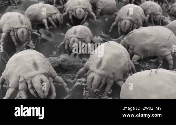 Dust mites. Dust mites eat flakes of shed human skin and other organic ...