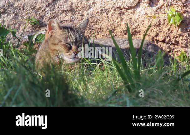 Cat nap grass Stock Videos & Footage - HD and 4K Video Clips - Alamy
