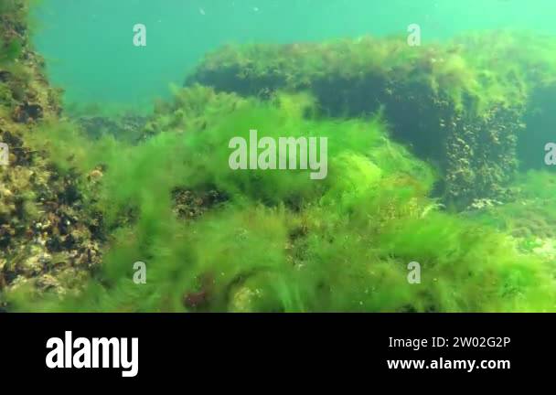 Photosynthesis in the sea, underwater landscape, fish Atherina pontica ...