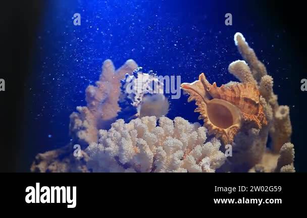 underwater seashell coral dust dark background hd footage Stock Video ...