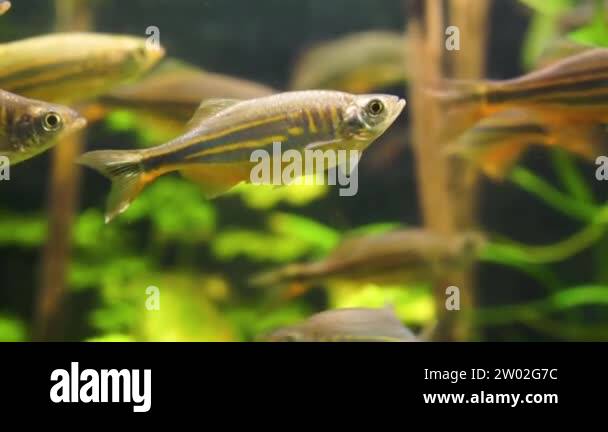Danio fish Stock Videos & Footage - HD and 4K Video Clips - Alamy
