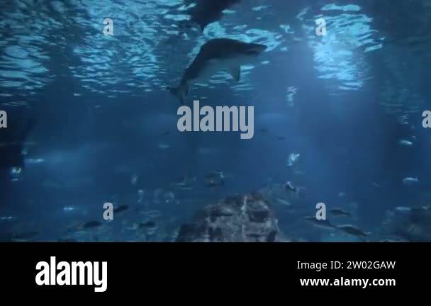 Grey reef shark floating Stock Videos & Footage - HD and 4K Video Clips ...