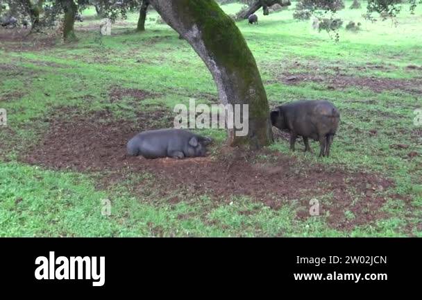 Hog disease Stock Videos & Footage - HD and 4K Video Clips - Alamy