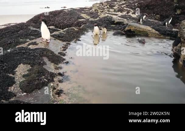 Southern rockhopper penguin swim Stock Videos & Footage - HD and 4K ...
