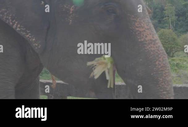 Elephants ear leaves Stock Videos & Footage - HD and 4K Video Clips - Alamy