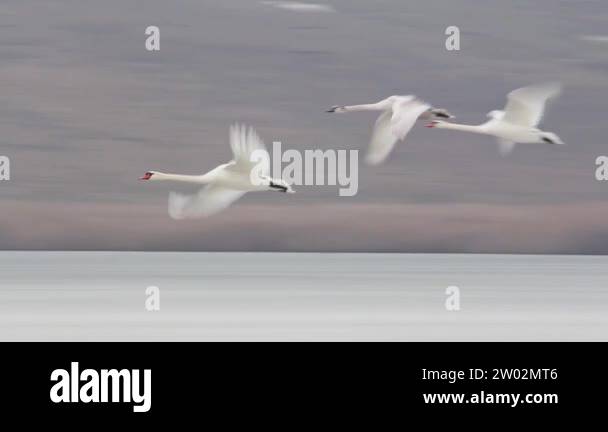 Flight swans flying airborne Stock Videos & Footage - HD and 4K Video ...