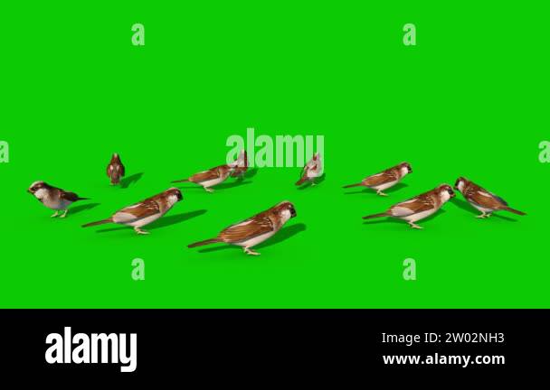 Sparrow Flock Fly Green Screen close 3D Rendering Animation Chroma Key ...