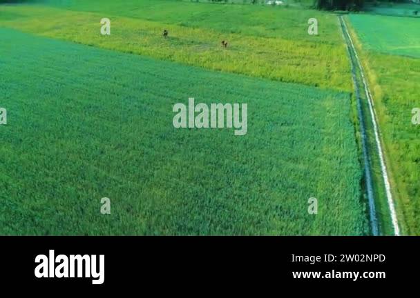 Horses welfare Stock Videos & Footage - HD and 4K Video Clips - Alamy