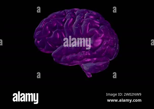Cyclically rotating computer model of the human brain. Animation with ...