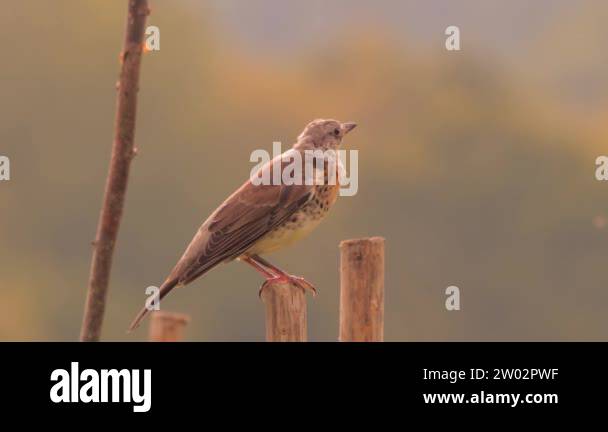 Urban flora and fauna Stock Videos & Footage - HD and 4K Video Clips ...