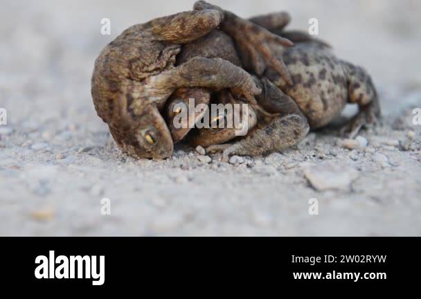 Frogs mating. Frog on a road mating, brown background. frogs on each ...