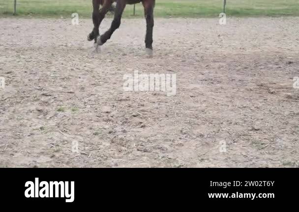 Brown horse lunging in arena, horse training running in circles in a ...