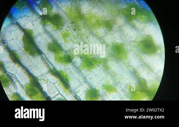 Green chlorophyll, chloroplasts in plant eukaryotic cell structures, magnification in microscope ...